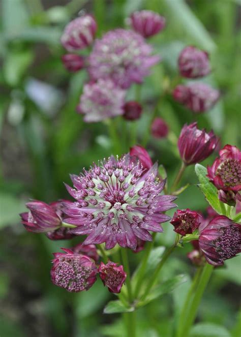 Astrantia Masterwort Plant And Care Guide Claire Austin