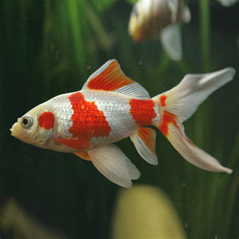 Comet Goldfish Assorted Comet Goldfish Kiwi Petz