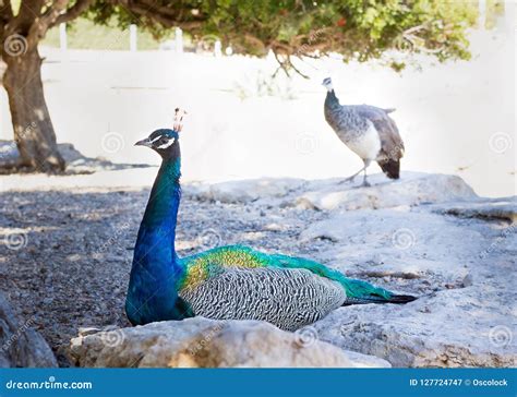 Colourful Blue Multicolored Peacock Sits In Sandy Rocks Stock Image