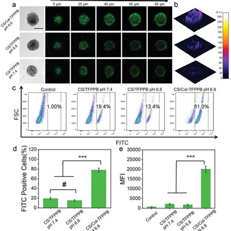 Mitochondrial Colocalization Subcellular Localization Of Green