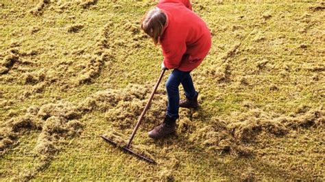 How To Dethatch A Lawn With A Mower Attachment [2 Types] Peppers Home And Garden
