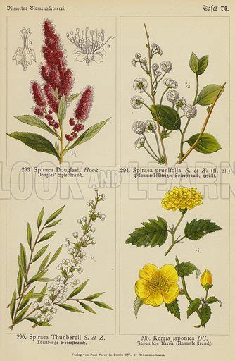 Spiraea Douglasii Spiraea Prunifolia Spiraea Thunbergii Stock