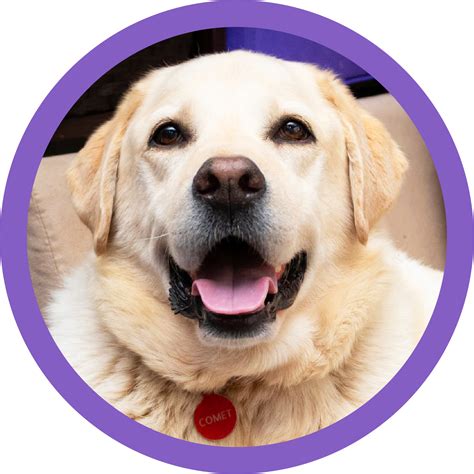 Bashzsh On Windows With Wsl Comet Components