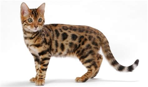 Best Cat Breeds For Beginners Guide Simple Cat Guide