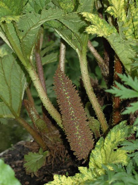 Gunnera Manicata Gunneraceae Image 27336 At