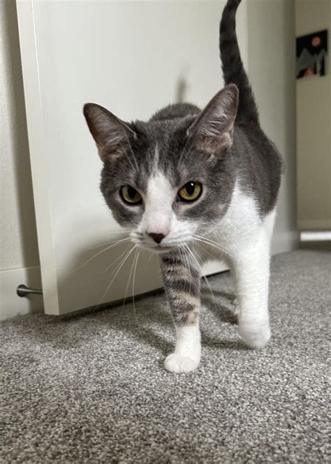 Twylas Got A Full Sleeve R Cat