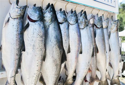 Teen Breaks 43 Year King Salmon Record Biggest Caught In Great Lakes