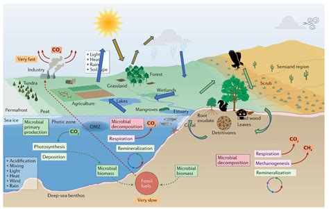 What Are Abiotic Factors Of The Grassland Biome Sciencing Producers