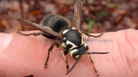 Bald Faced Hornet Nest Sting Queen Identification By Picture