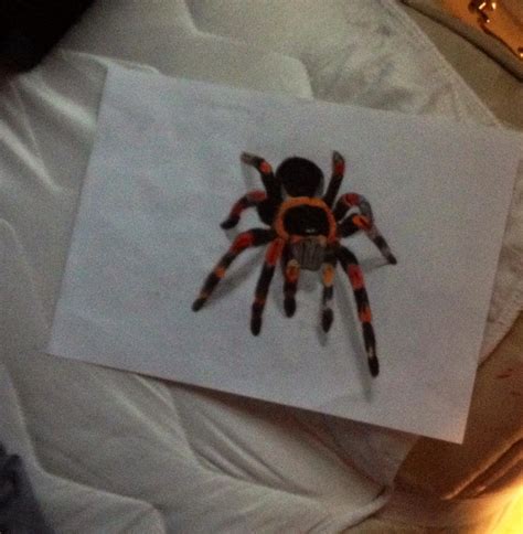 Tarantula Drawing By Slashclaws On DeviantArt