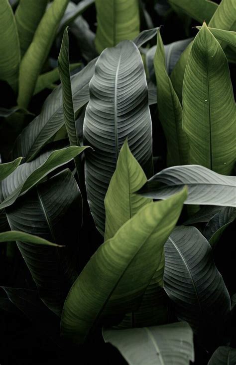 Pin De Ghispint Em A Forêt Tropicale Ideias Verdes Wallpaper