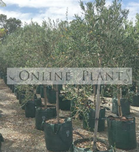 Olea Olive Assorted For Sale Online Plants Australia