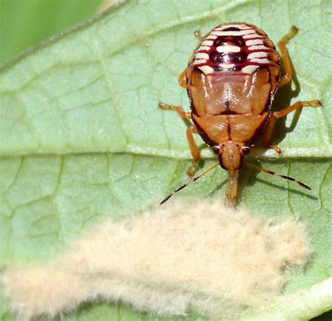 Nymph Of What Podisus Bugguide Net