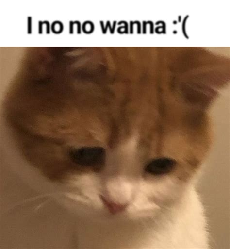 Cat Memes No Text