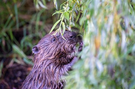 „biber Plant Anders Als Der Mensch“ Neue Vorarlberger Tageszeitung