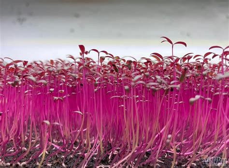 Amarant Cena Mikrobilje Dr Green Thumb Zvezdara Beograd