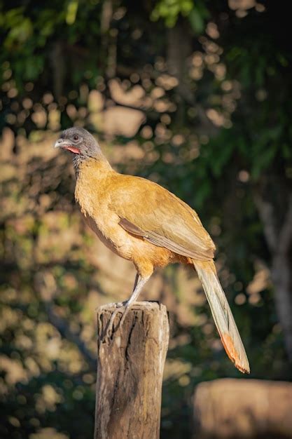 10 Chachalaca Pictures