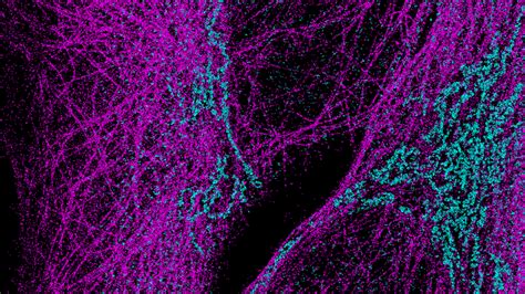 Advanced Two Color Super Resolution Microscopy With Photon Reassignment Bruker