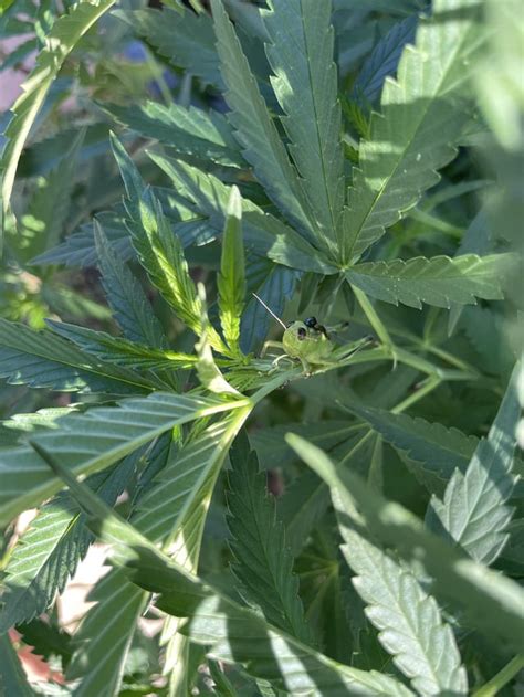 Saw This Grasshopper Chewing On My Weed Plant Yesterday Morning When I