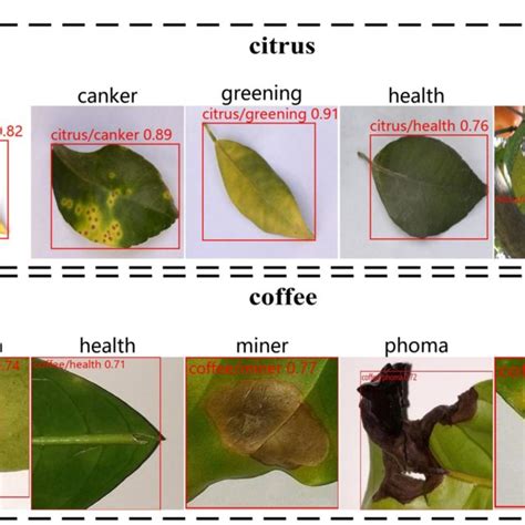 Figure An Identification Example Of Open Set Identification On Citrus Download Scientific