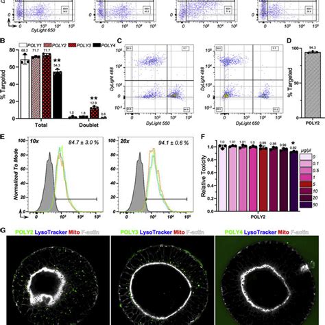 Polyseq Cellular Targeting And Internalization A Facs Analysis Gating