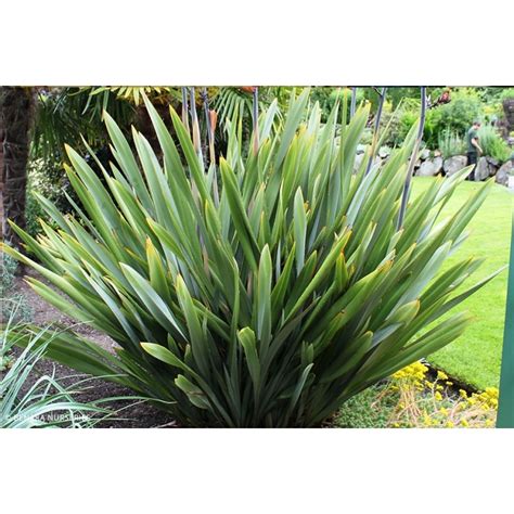 Phormium Tenax