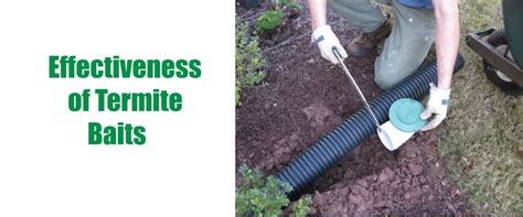 Sustainable Pest Control How Termite Baits Benefit Nycs Environment Best Pest Nyc