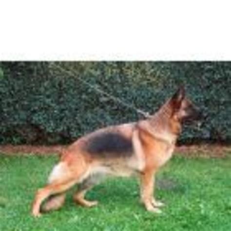 Brigitte Vos Bürokraft Scha Vono Peter Vos Heizung Sanitär Xing