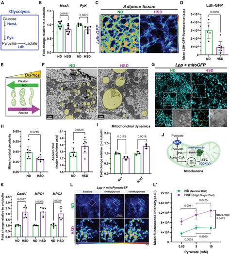 Adipocyte Metabolic State Regulates Glial Phagocytic Function Cell Reports