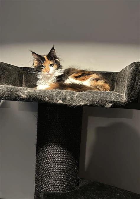 Tooth Fairy Scrolller