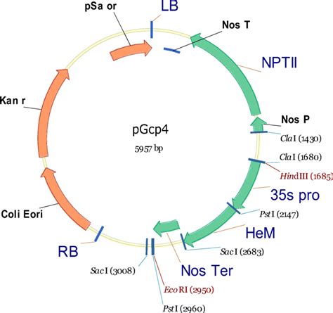 Construction Map Of Plasmid Pgcp4 Download Scientific Diagram