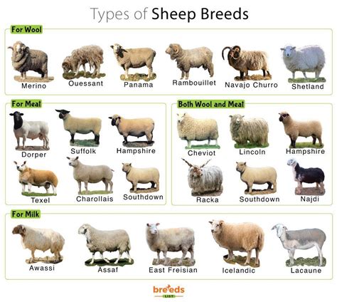 The Farmers Sheep Breeds For Wool Meat And Milk Which One Is