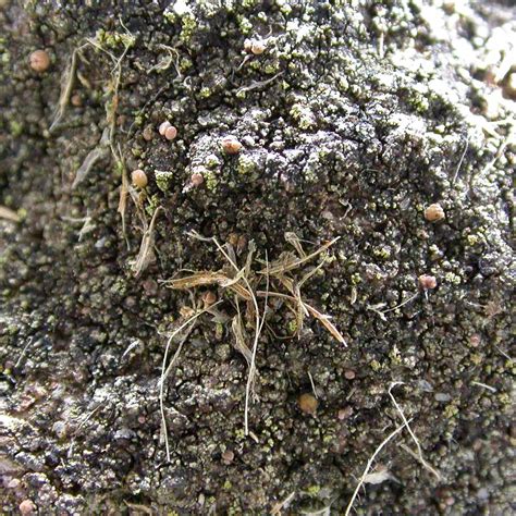 Bacidia Fuscoviridis