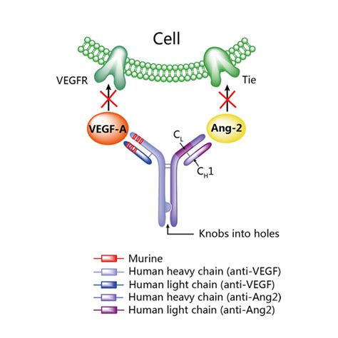 Vanucizumab Alchetron The Free Social Encyclopedia