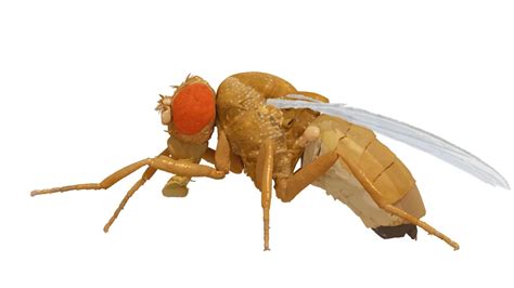 Neuromechfly A Digital Twin Of Drosophila Epfl