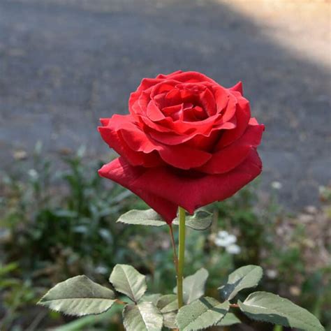 How To Plant Grow And Propagate Bearded Iris Plant Flower Patch