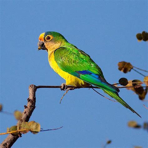 Chucuyo O Loro Coroniblanco Artofit