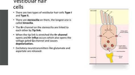 Vestibular System Pptx