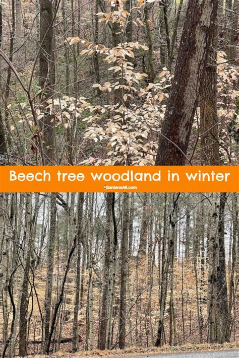 Beech Tree Uses And Benefits Gardensall