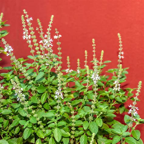 What To Do When Basil Flowers Keep Basil Growing Strong Gardening