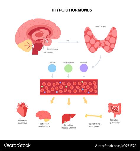 Thyroid Hormone Regulation Royalty Free Vector Image
