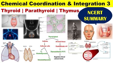 Thyroid Parathyroid Thymus Chemical Coordination Ncert Summary 3 Dr Ghanshyam Jangid