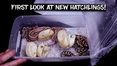 Diy Ball Python Incubator At Haydee Johnson Blog