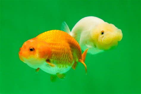 Couple Lemonhead And Red Lionchu 3 35 Inches 022125cl18 Goldfish