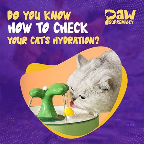 How To Identify Dehydration In Cats