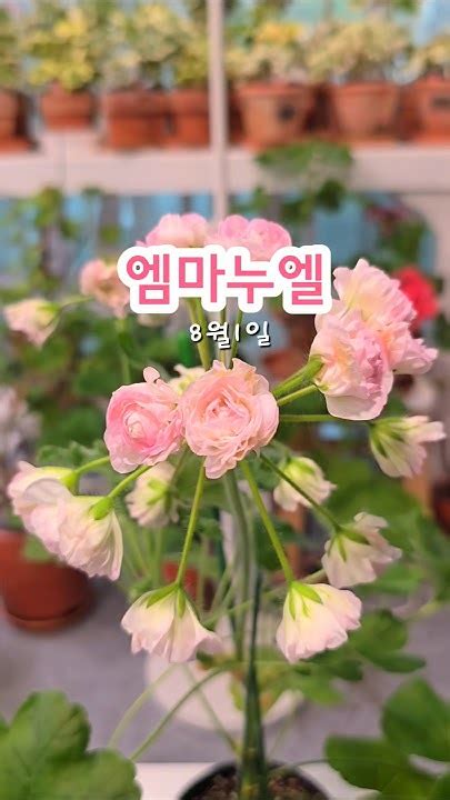 8월1일 제라늄 엠마누엘 Youtube