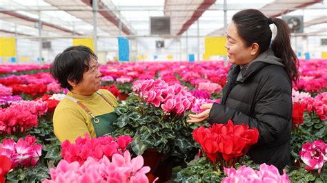 Цветочная экономика в предновогоднем Циндао Cgtn на русском