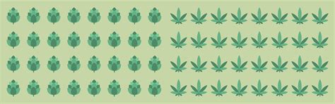 Are Hops And Weed Related