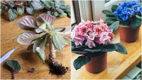 How To Propagate African Violets Step By Step Tutorial