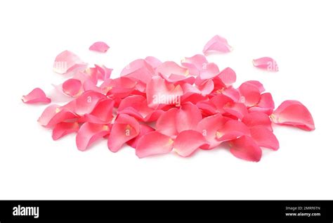 Rose Petals Png